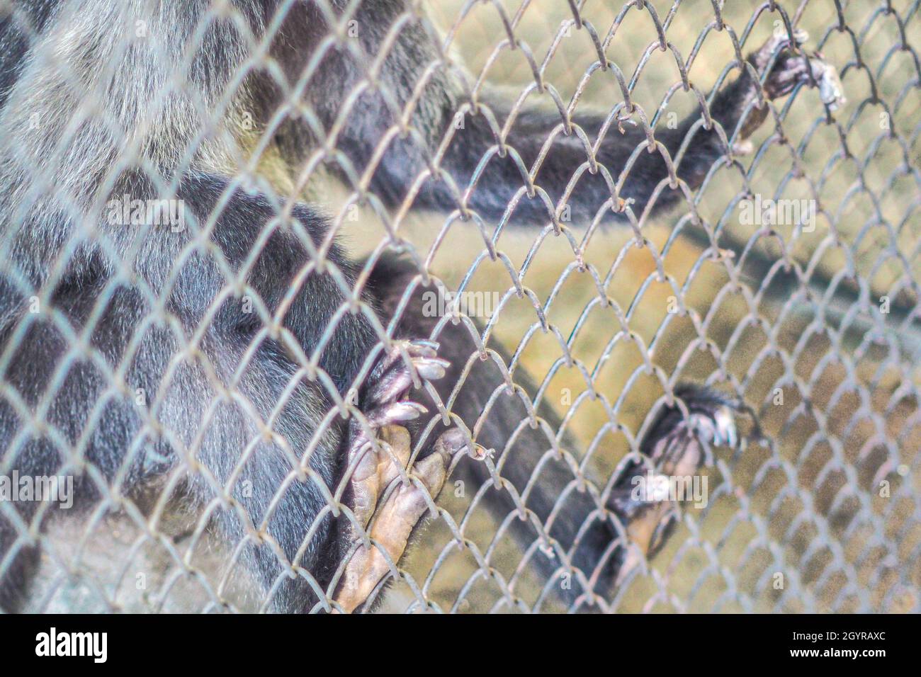 a monkey feeling loneliness and sadness behind jail. the eyes of a ...