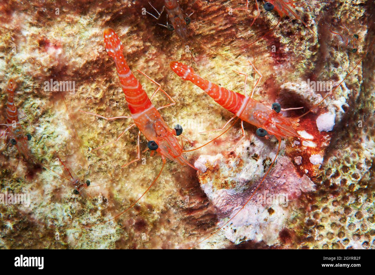 Top view of two red shrimp in coral cap Stock Photo - Alamy