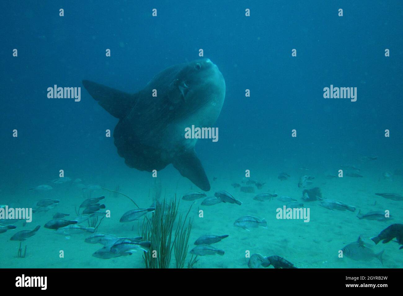 Large bony fish known as ocean sunfish(mola Stock Photo - Alamy