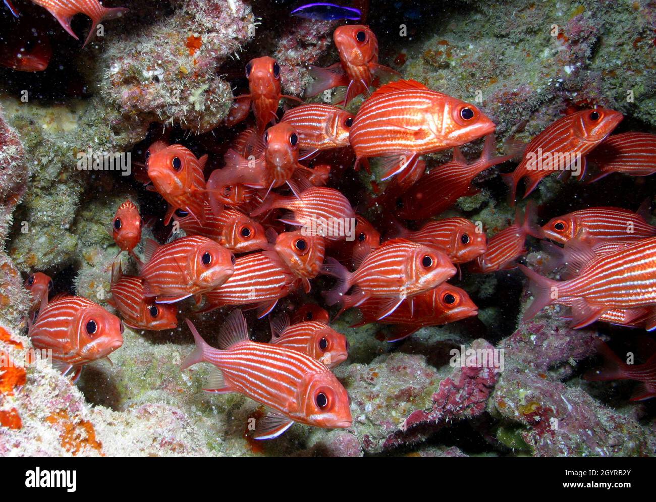 School of red Hawaiian squirrelfish, or ‘ala‘ihi underwater Stock Photo ...