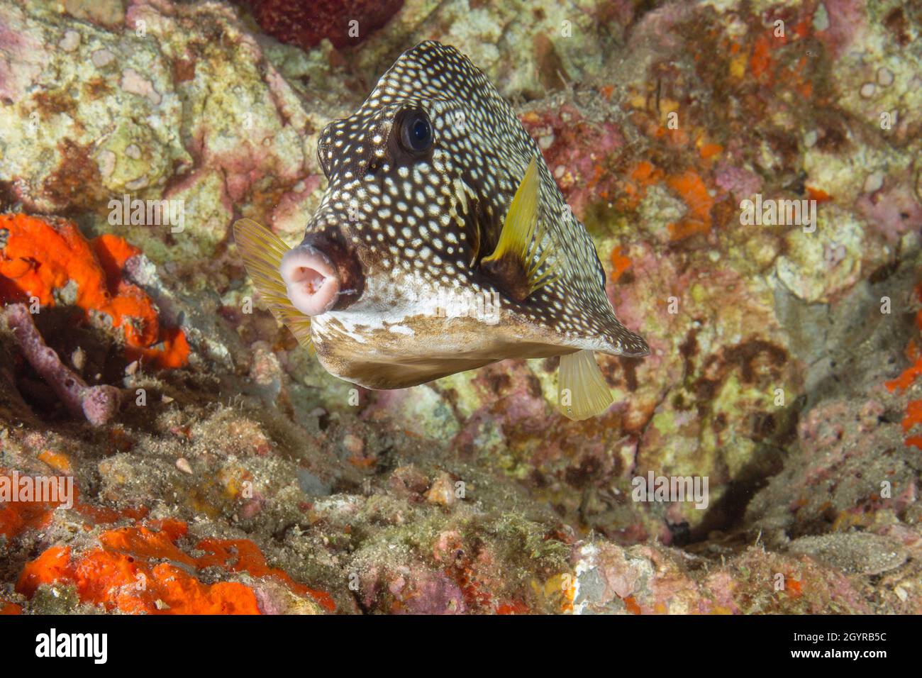 Smooth trunkfish over corals underwater Stock Photo - Alamy