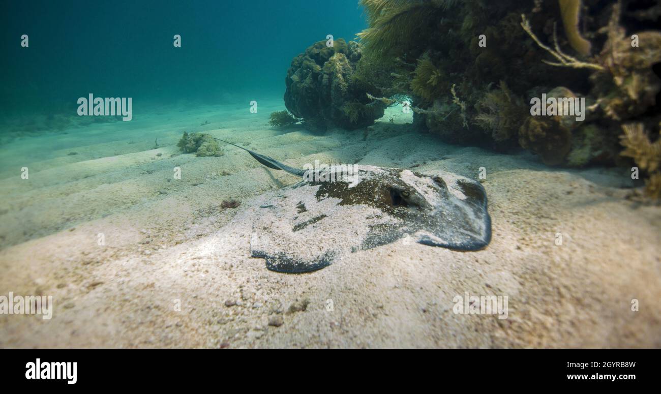 Southern stingray buried in the sand underwater Stock Photo - Alamy