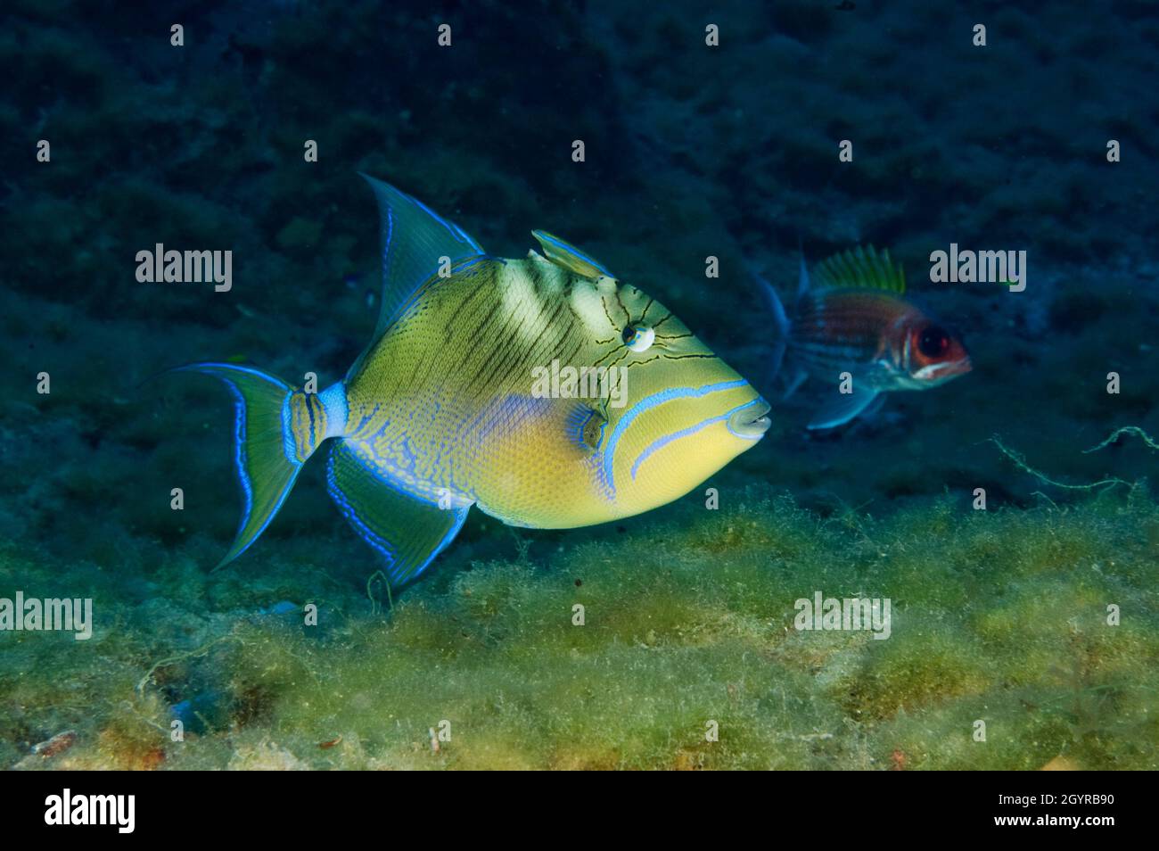 Queen triggerfish hi-res stock photography and images - Alamy