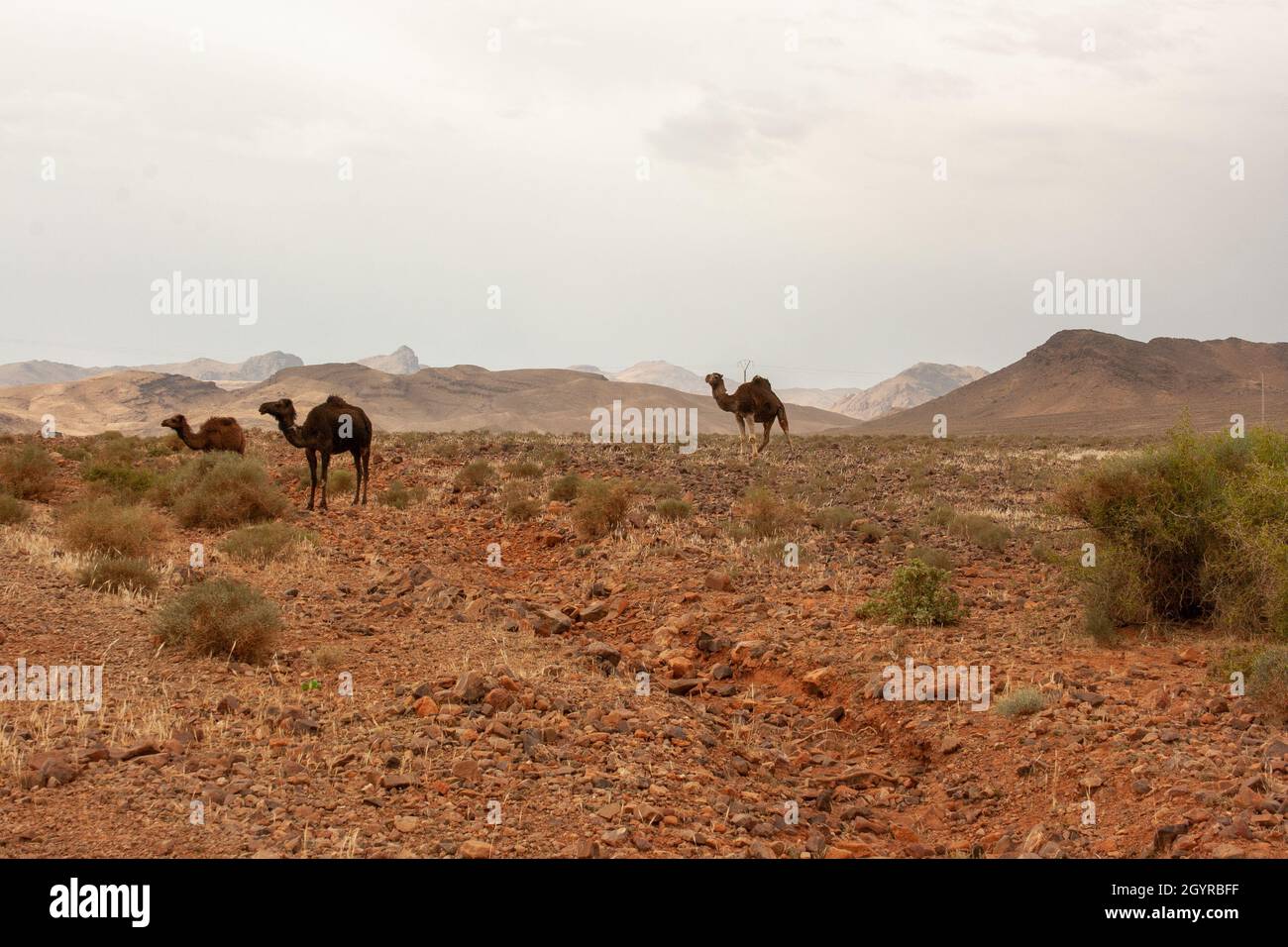 Sahara Desert Landscape Photographed in Morocco Stock Photo - Alamy