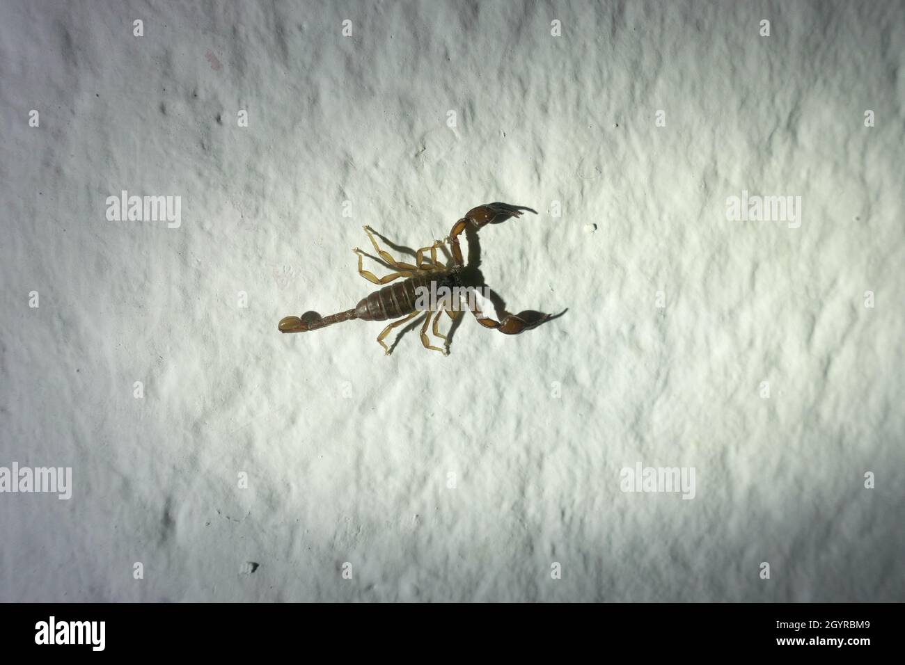 animal in Sicily an Italian Scorpion (Euscorpius italicus) on the wall ...