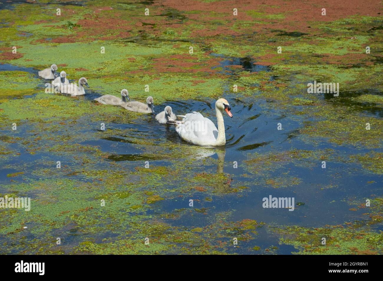 Birds following leader hi-res stock photography and images - Alamy