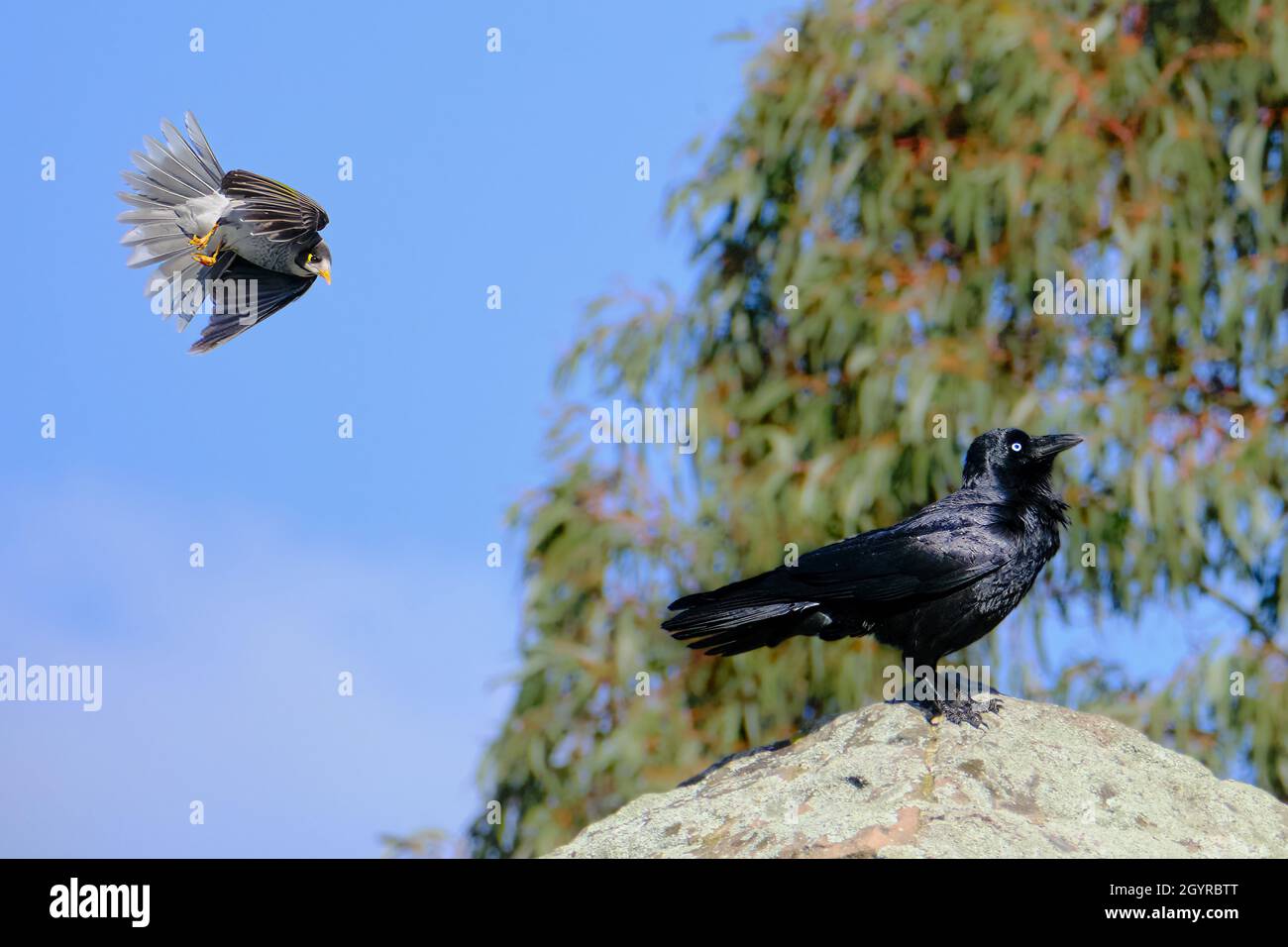Black raven attack hi-res stock photography and images - Alamy