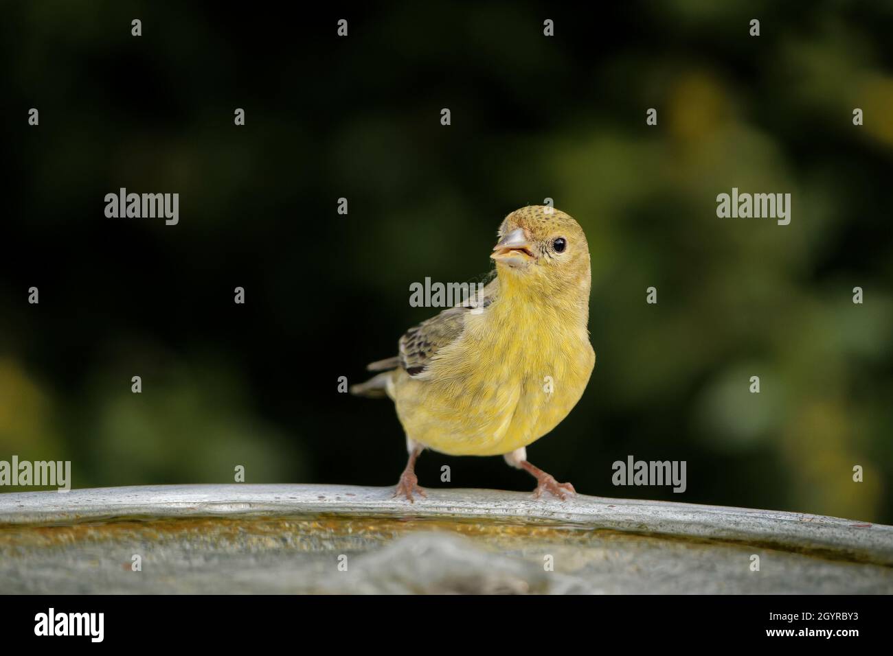 Canary nest hi-res stock photography and images - Alamy
