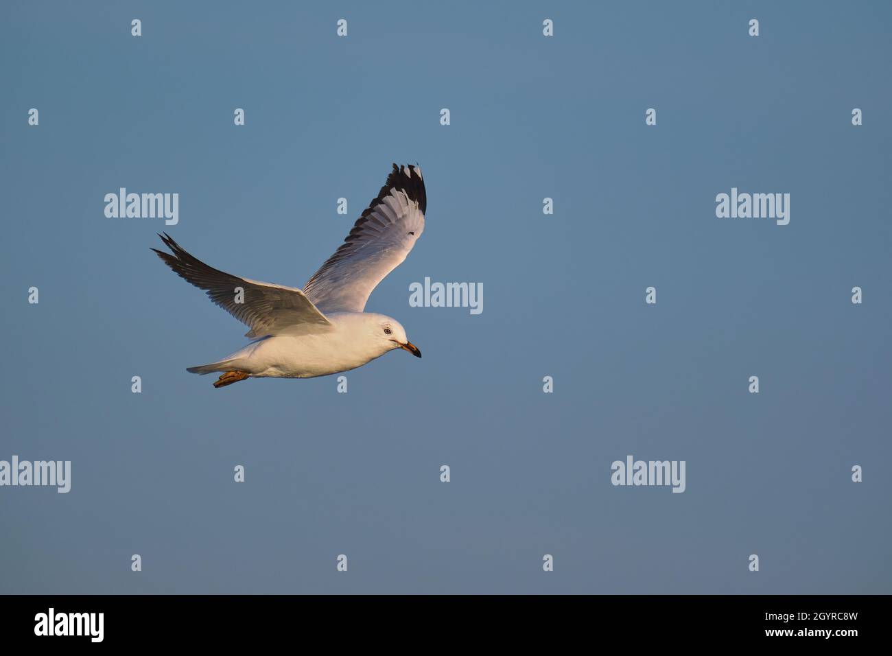 In Full Flight Stock Photo - Alamy