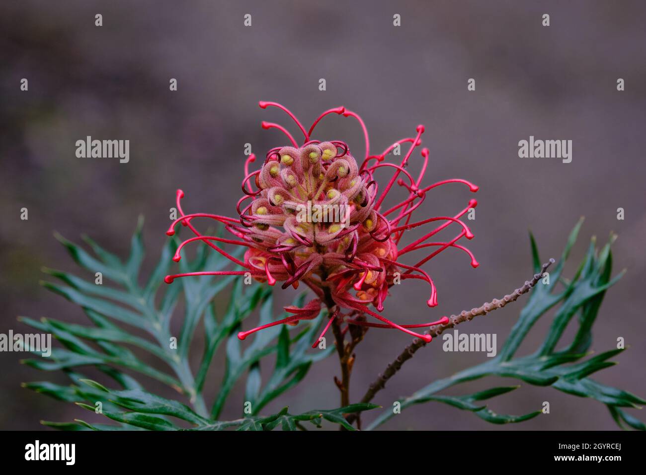 Grevillea 'Robyn Gordon' Stock Photo - Alamy