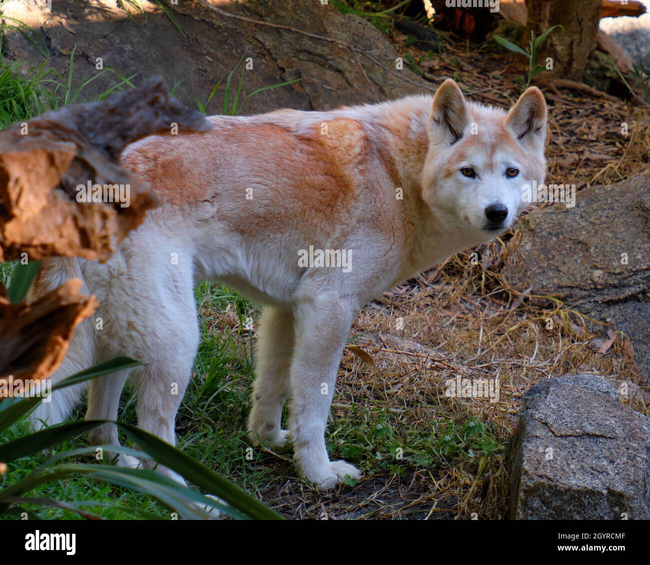 Australian dingo hi-res stock photography and images - Alamy