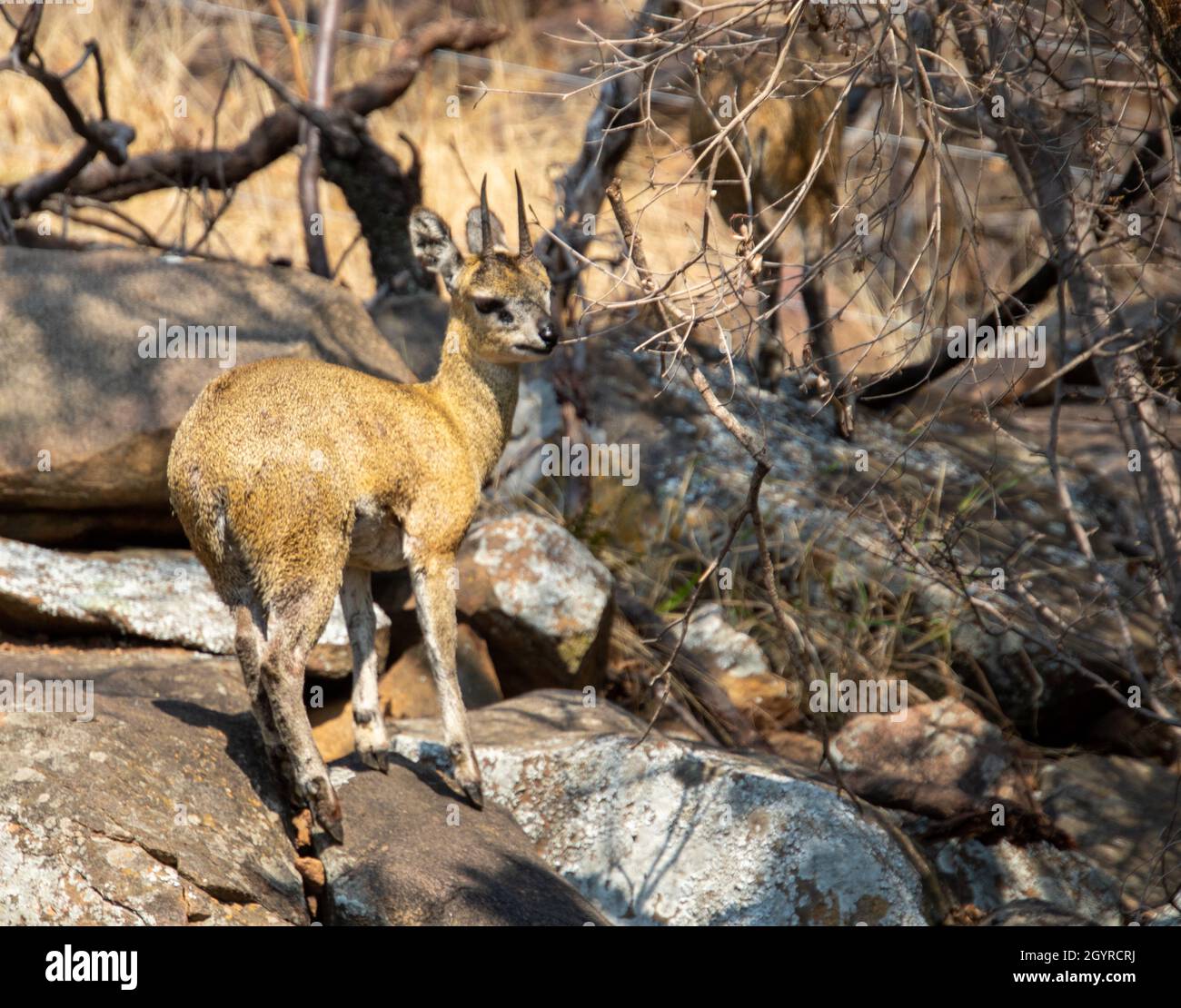 A klipspringer isolated on a rocky outcrop in the African bush Stock ...