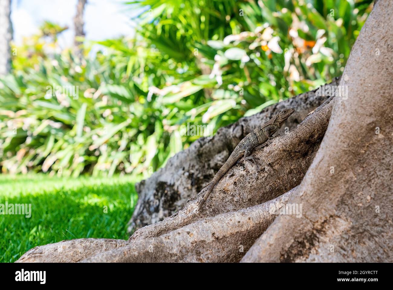 Lizard tree camouflage hi-res stock photography and images - Alamy