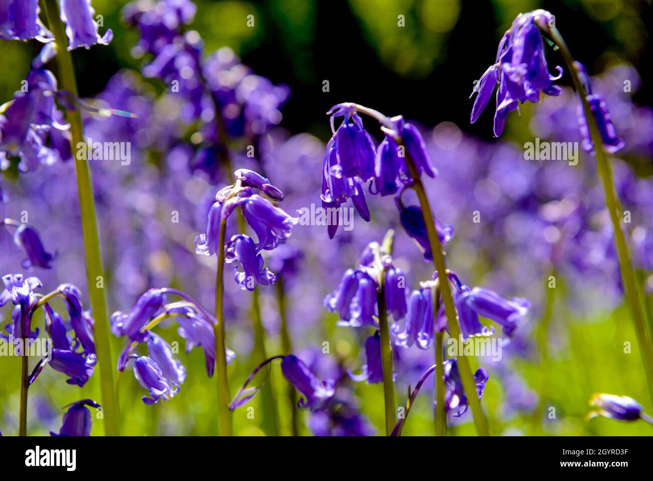 Bluebells in forest hi-res stock photography and images - Alamy