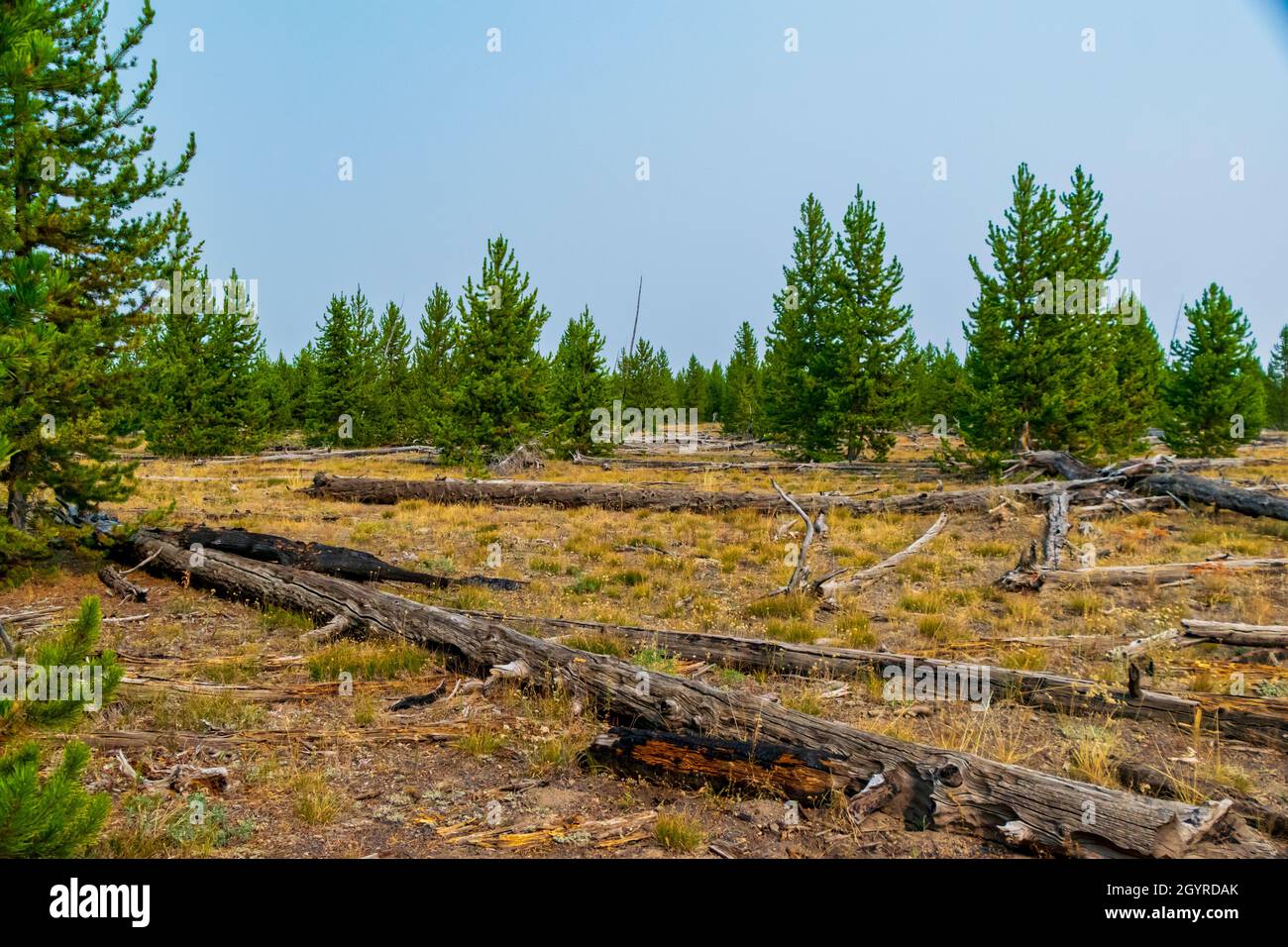 Ecosystem damage fire hi-res stock photography and images - Alamy