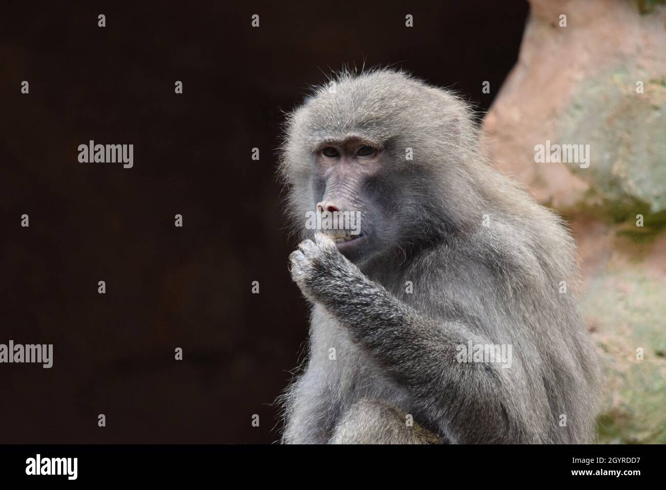 Papio hamadryas male sitting on hi-res stock photography and images - Alamy