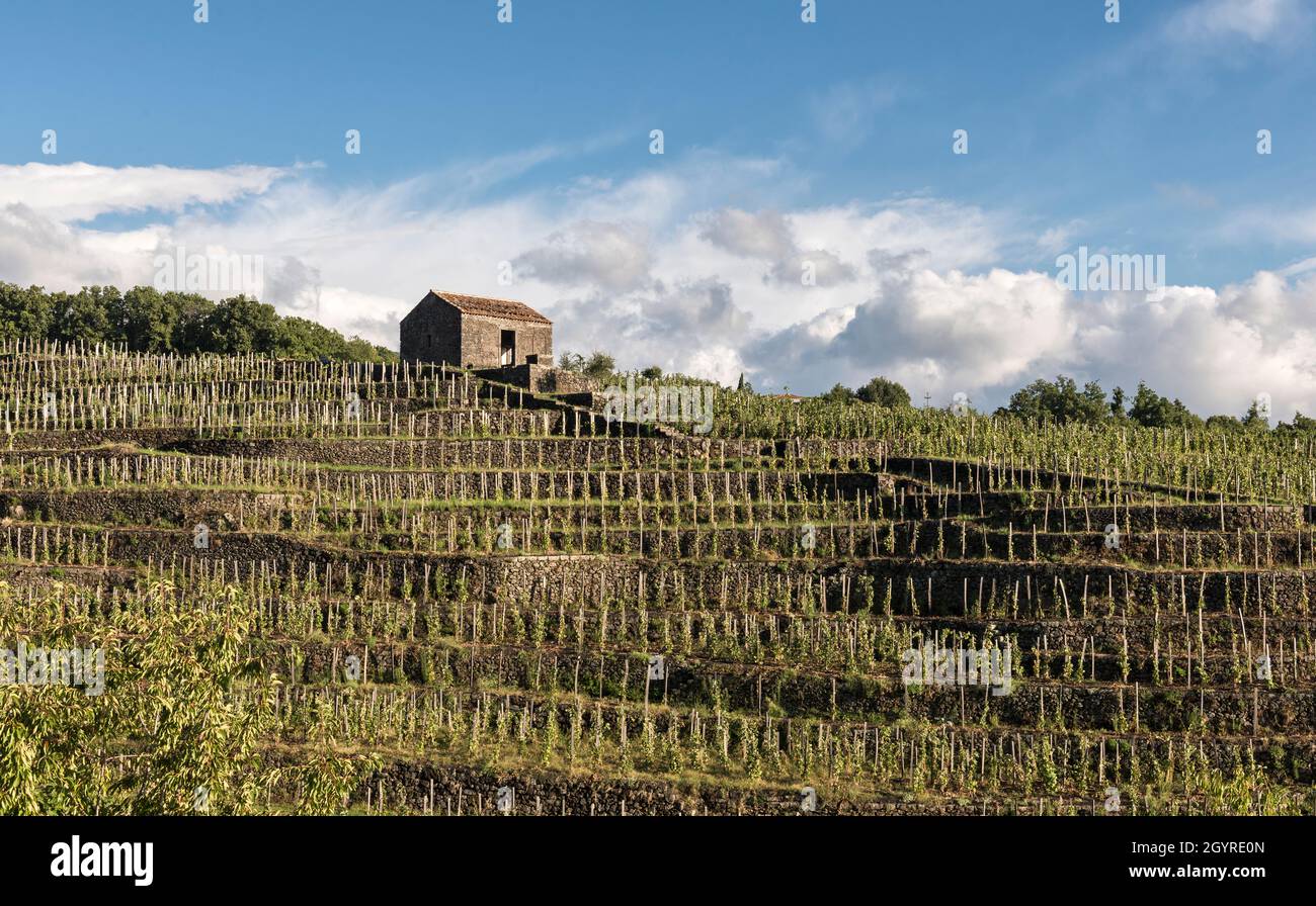 Mount vineyard hi-res stock photography and images - Alamy
