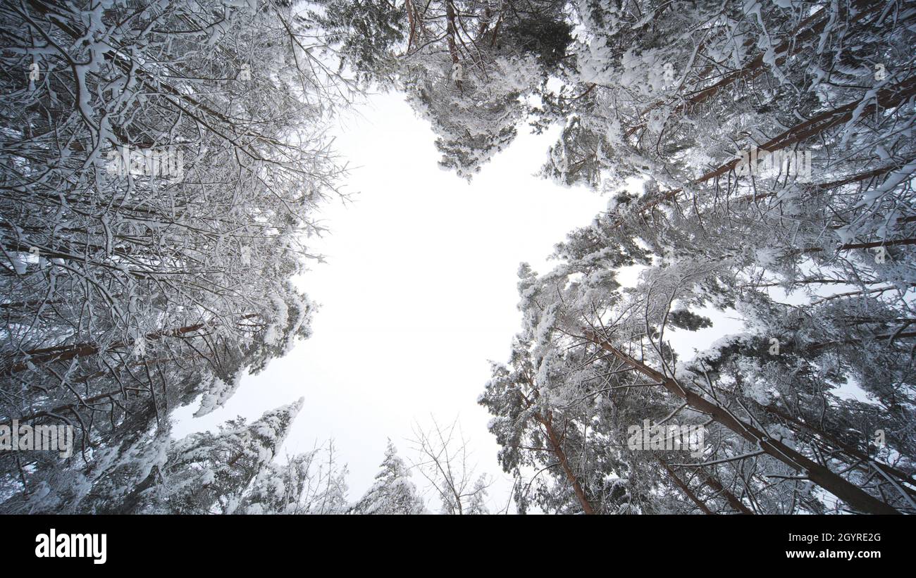 Video of tree tops hi-res stock photography and images - Alamy