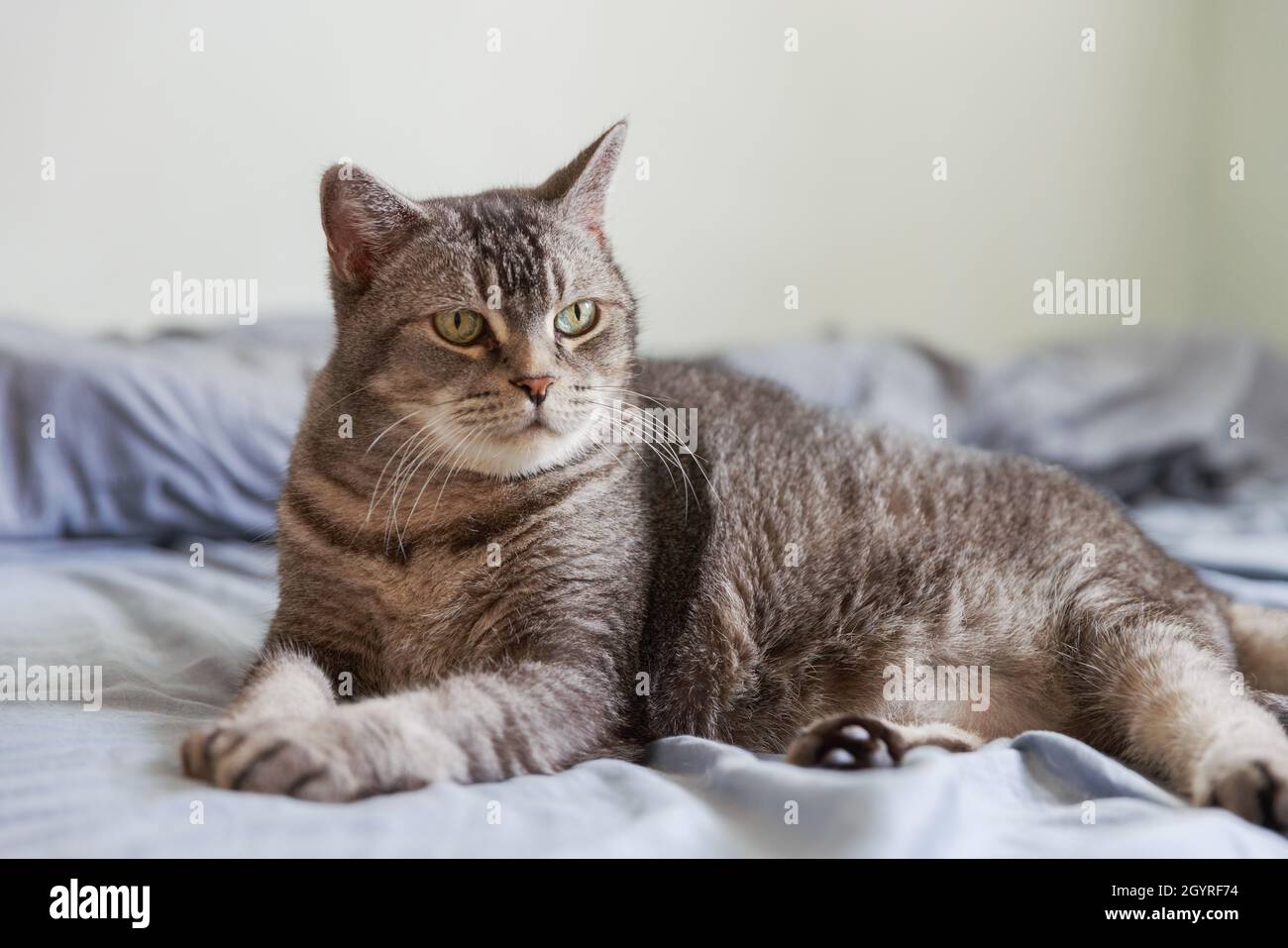 Lovely cat lying on bed in morning, indoor Stock Photo - Alamy
