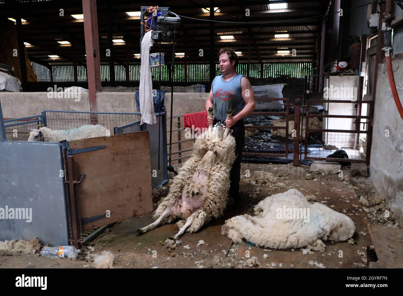 A male sheep shearer positions a sheep in readiness for shearing in a ...