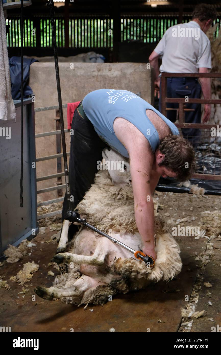 A male sheep shearer shears a sheep in a shearing shed on a farm in ...