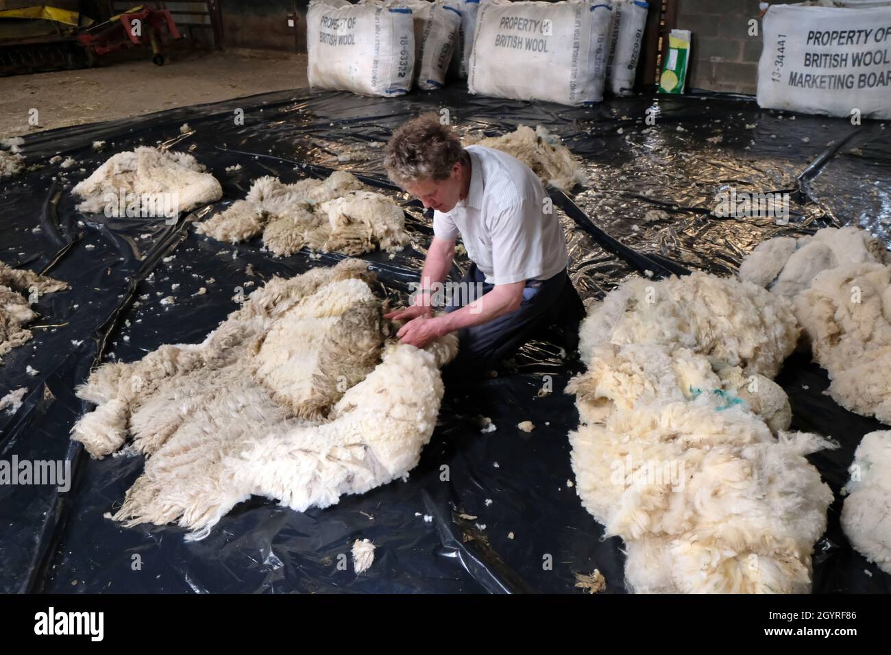 Sheep sheared in shed hi-res stock photography and images - Alamy