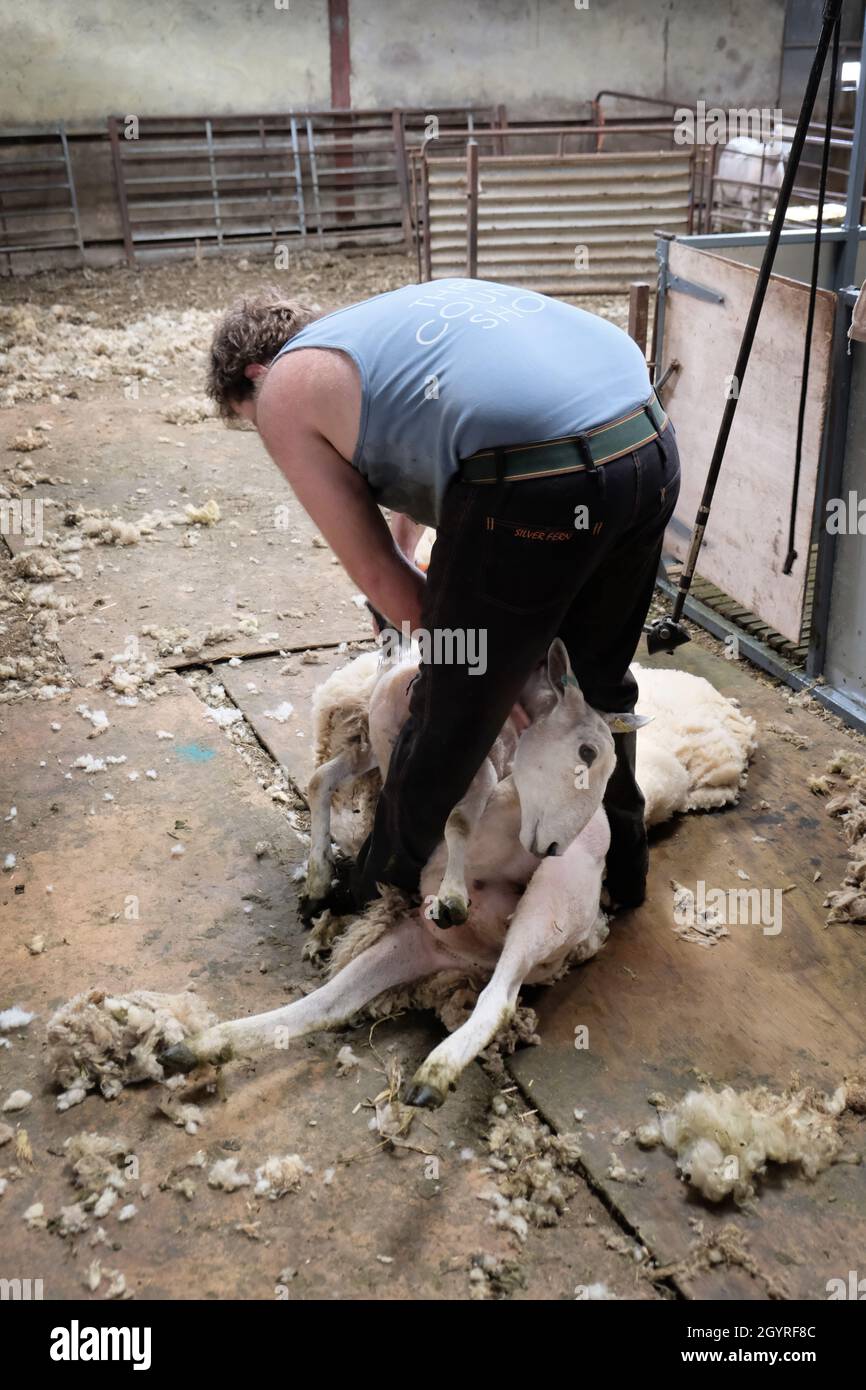 A male sheep shearer shears a sheep in a shearing shed on a farm in ...