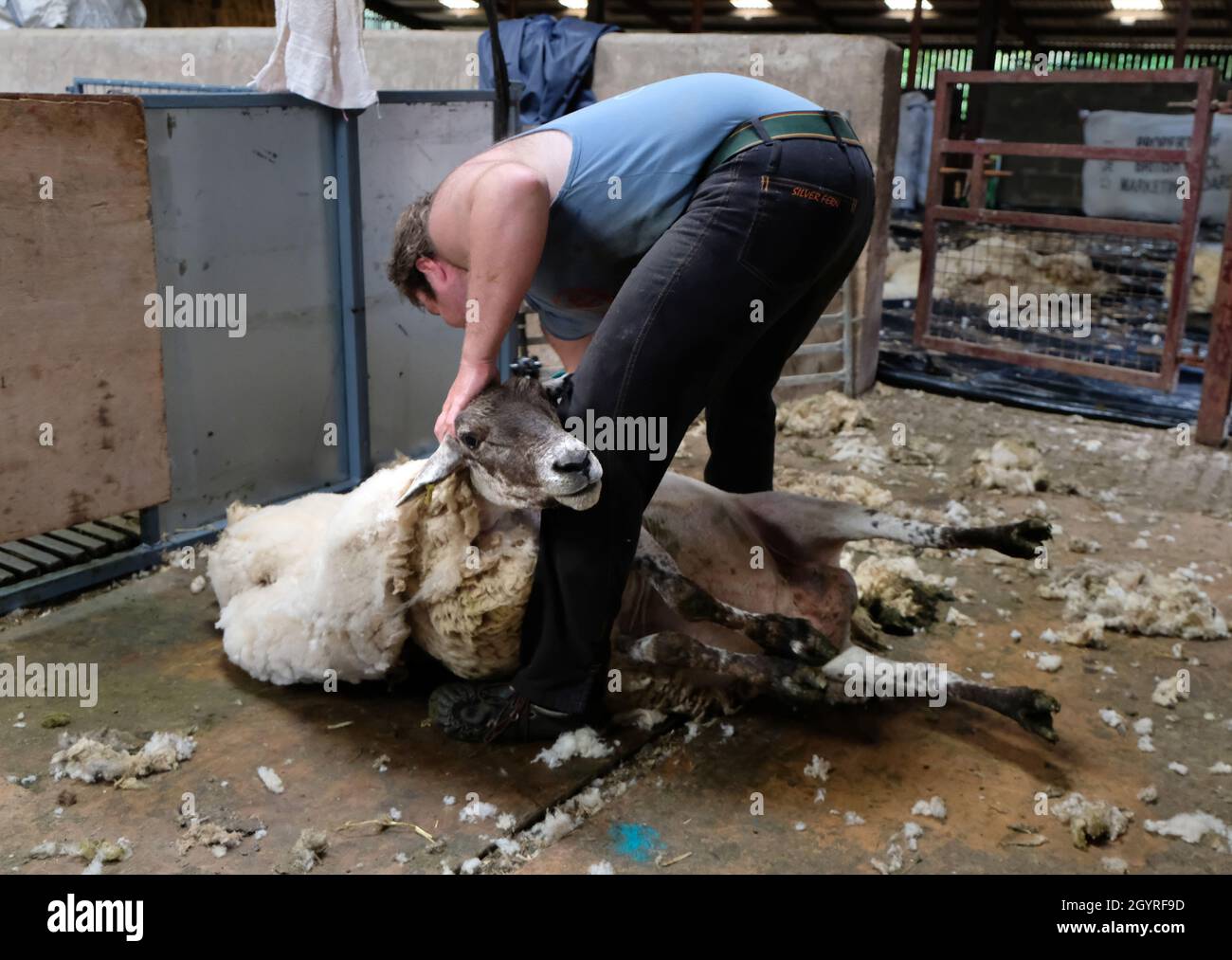Skilled Shearer High Resolution Stock Photography and Images - Alamy