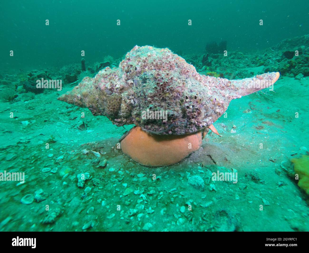 Horse conch mollusk on the sand underwater Stock Photo - Alamy