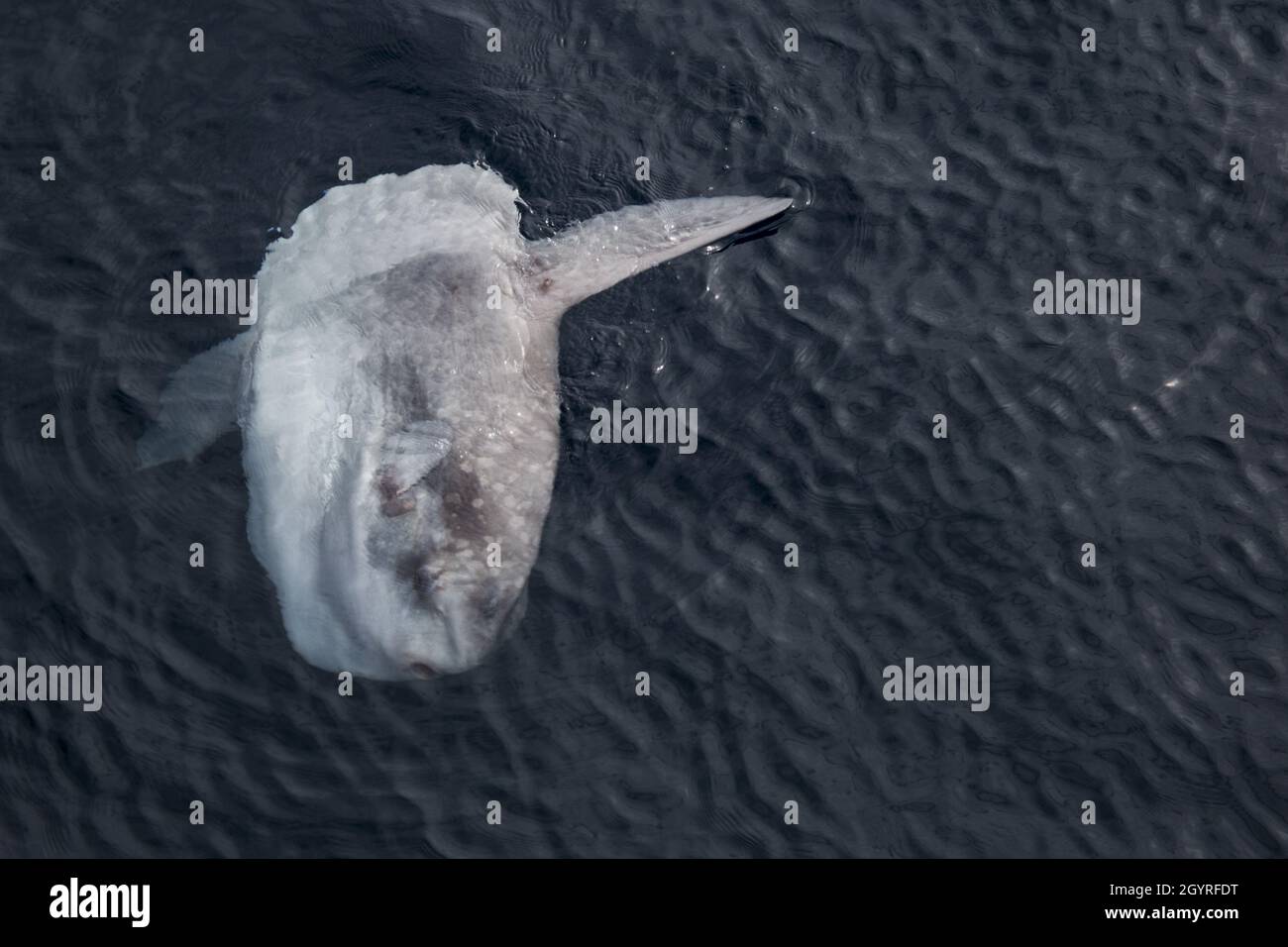 Top view of mola mola (ocean sunfish) on water Stock Photo - Alamy