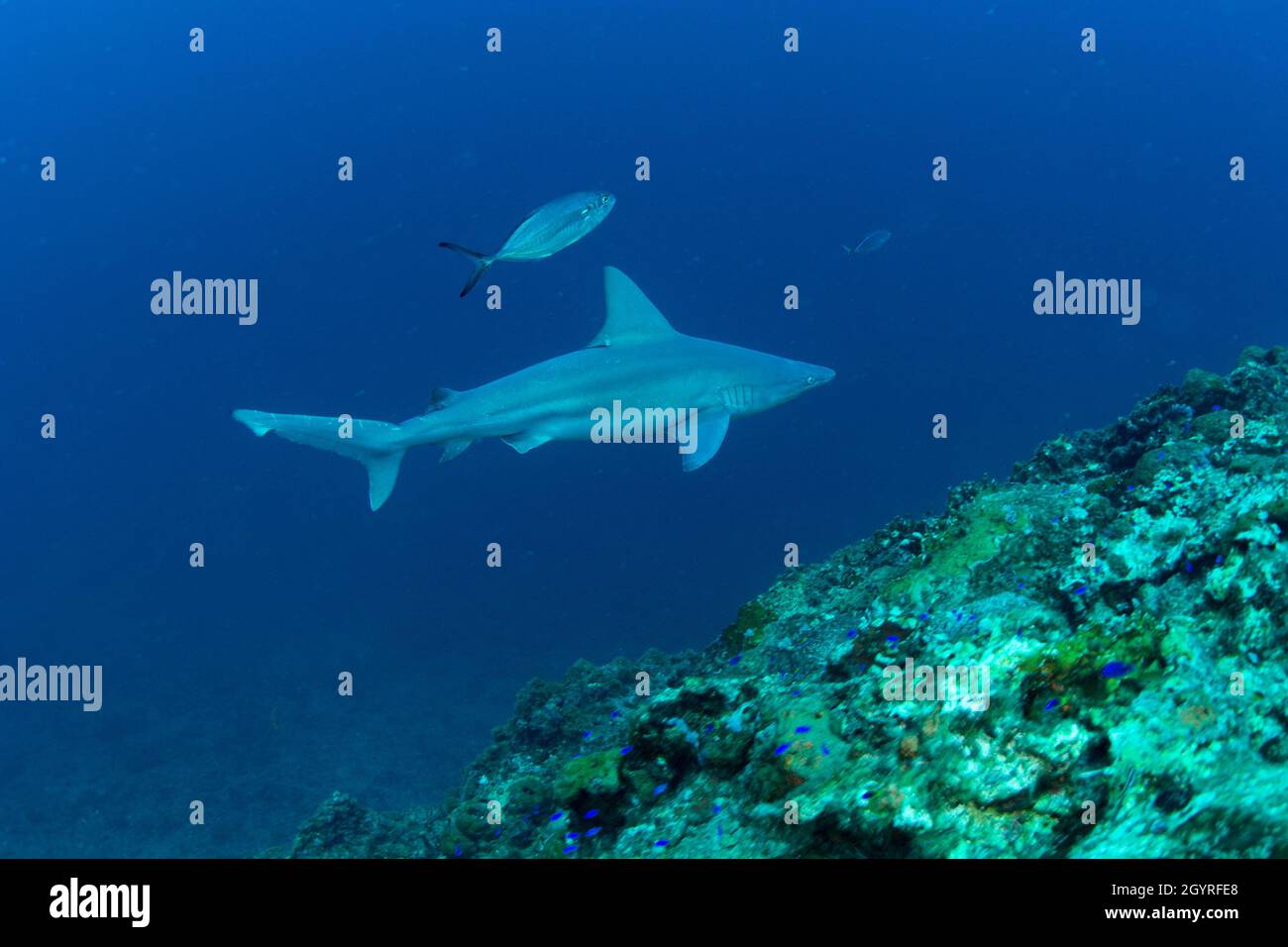 Hammerhead shark with a small fish underwater Stock Photo - Alamy