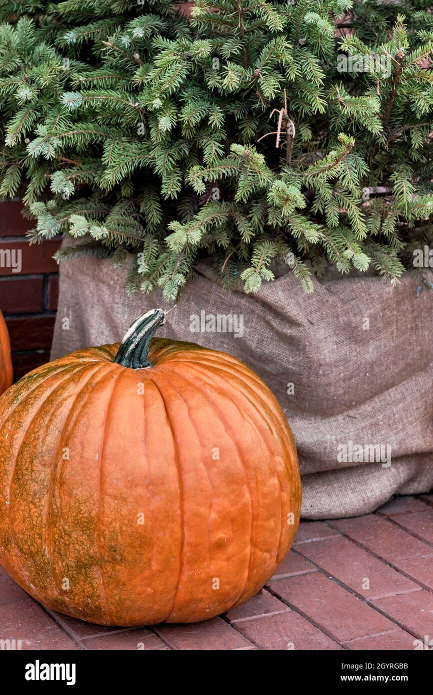 Big orange pumpkin over background of fir tree Stock Photo - Alamy