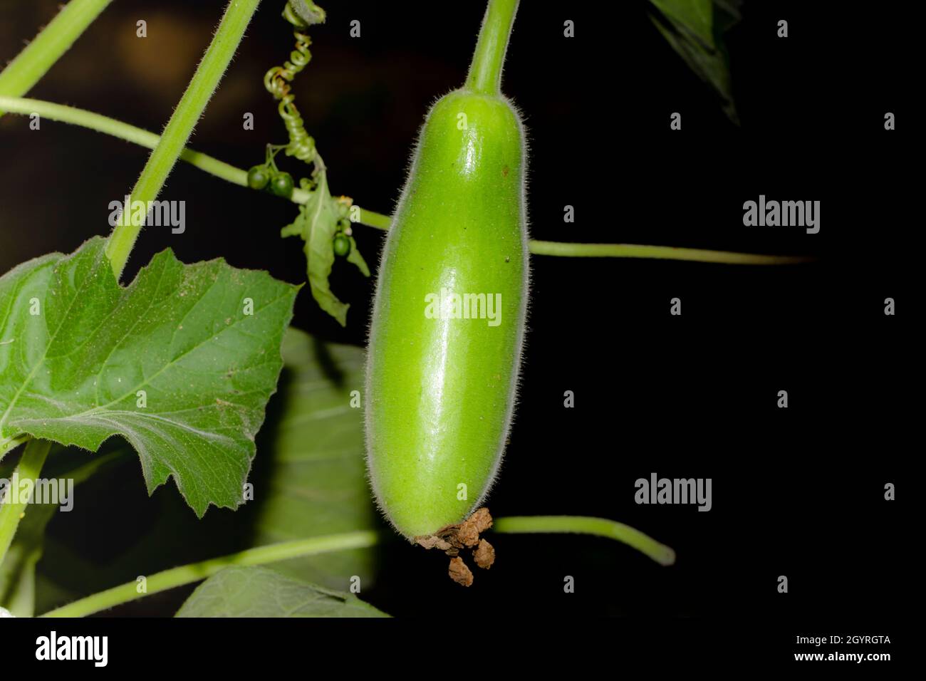 Close-up of Large green fresh healthy organic hybrid gourd fruit ...