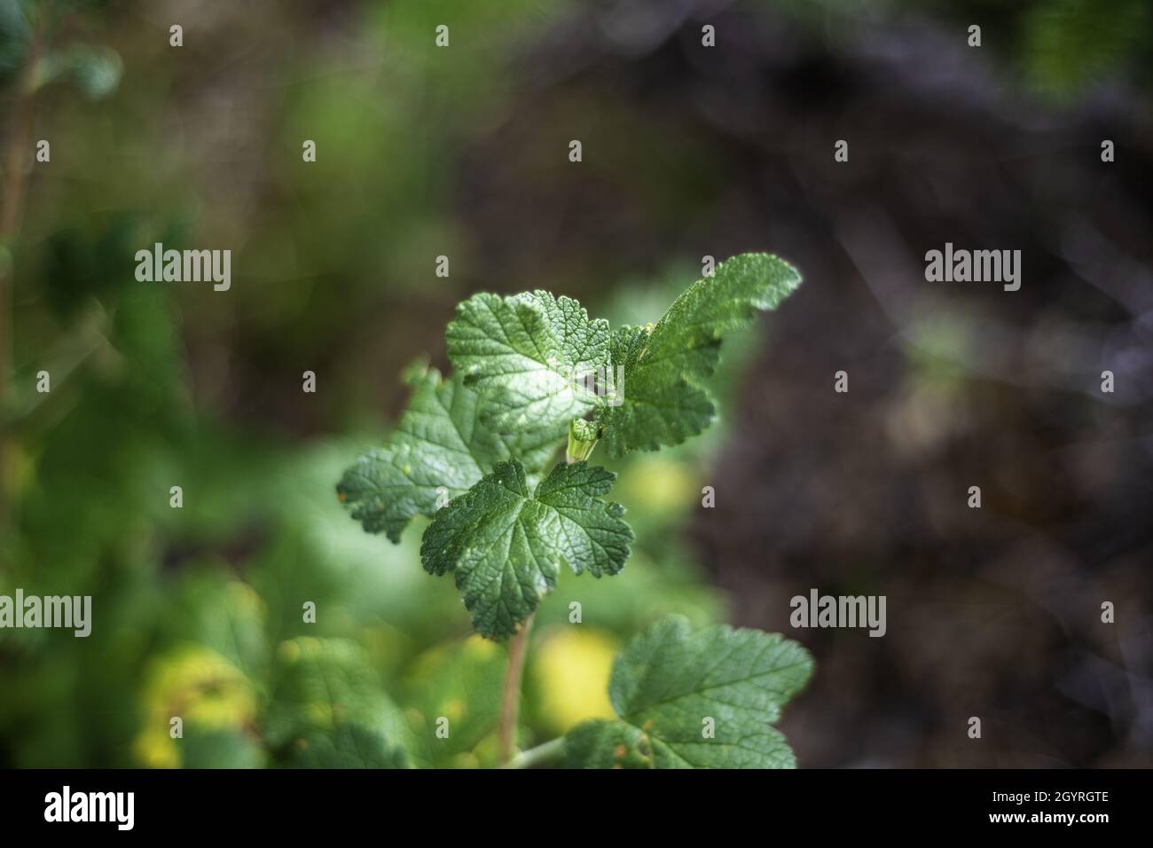 Closeup of a plant Stock Photo - Alamy