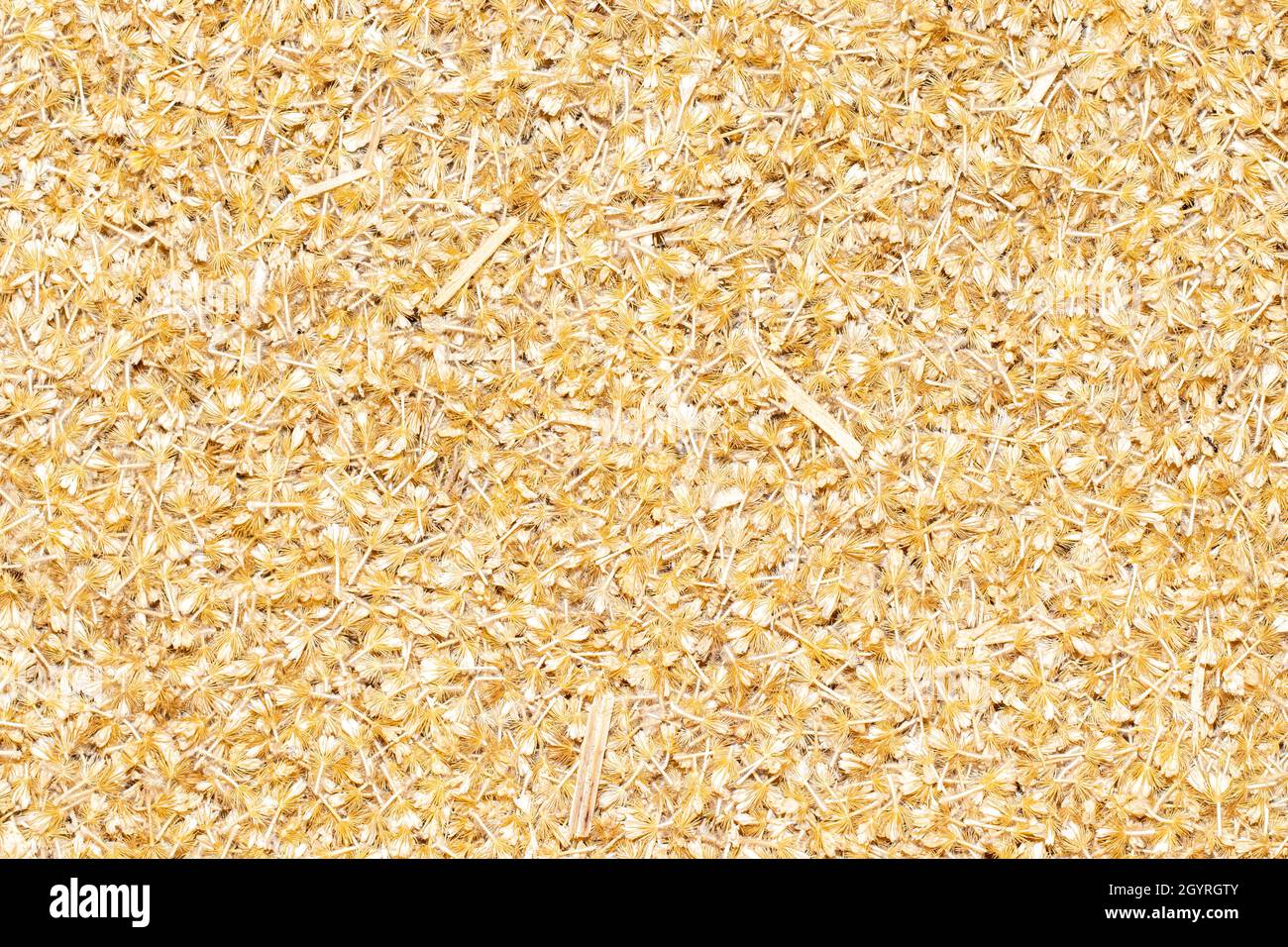 Close-up of Millet Grain Crop Husk background texture Stock Photo - Alamy