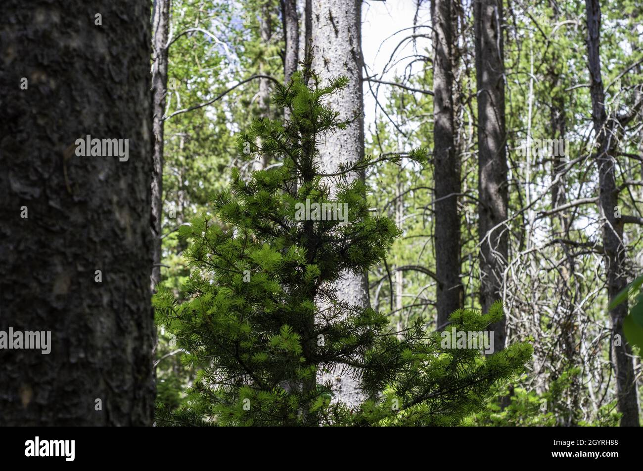 Trees in the forest Stock Photo - Alamy