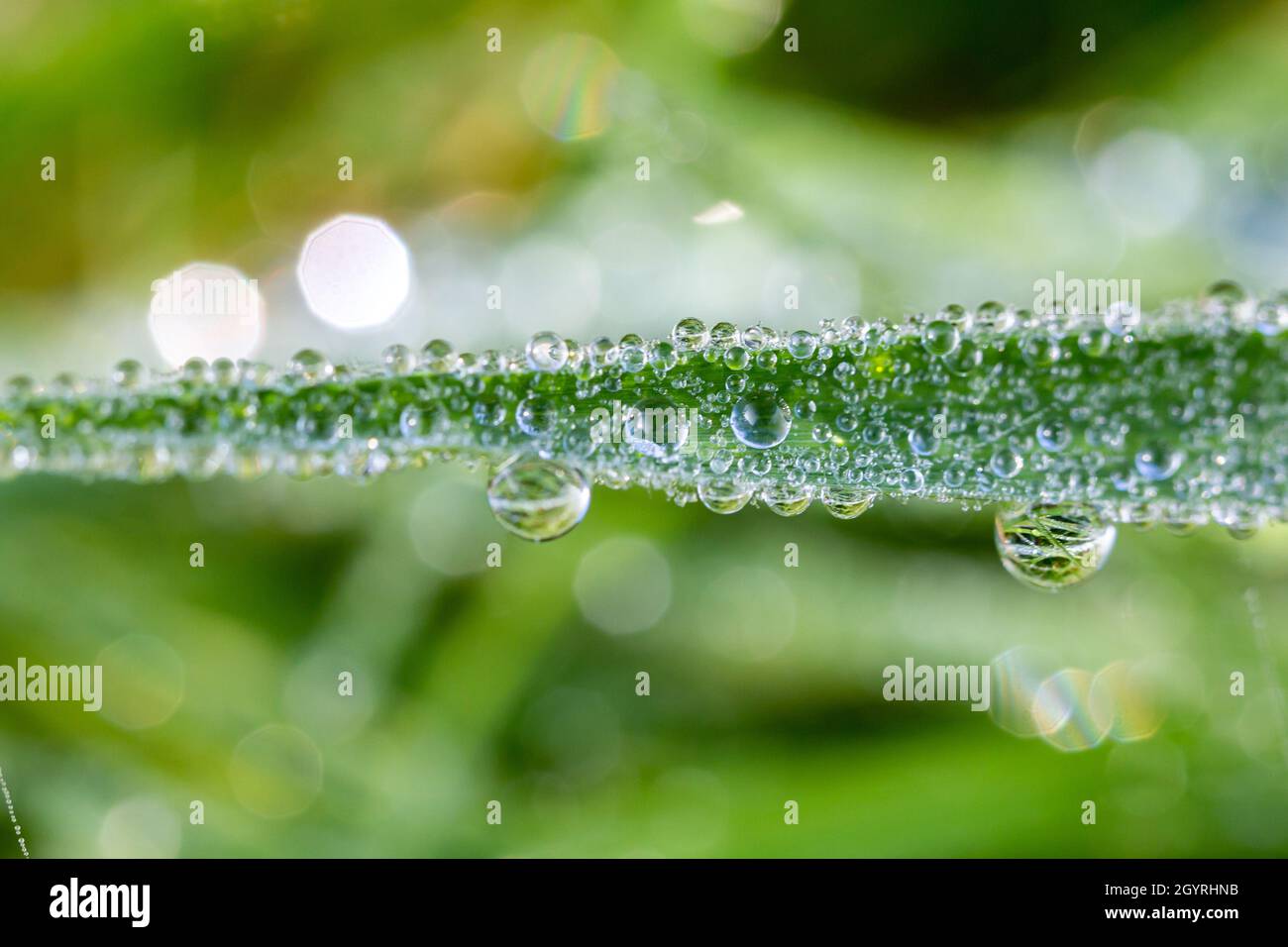 A macro photograph of early morning dew on grass Stock Photo - Alamy