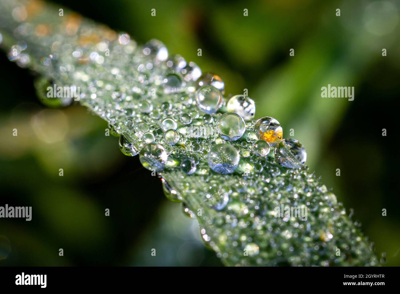 A macro photograph of early morning dew on grass Stock Photo - Alamy