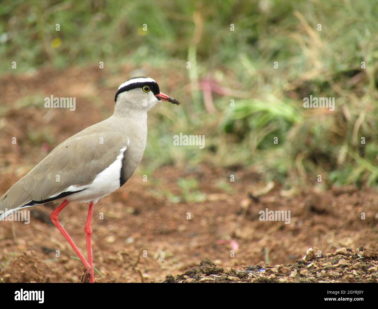 View of a beautiful crowned lapwing in the forest Stock Photo - Alamy