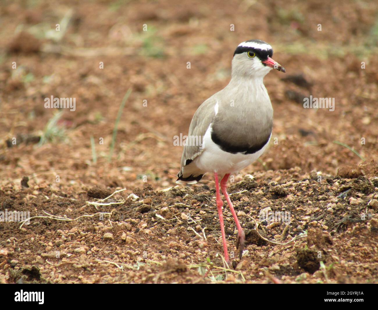 View of a beautiful crowned lapwing in the forest Stock Photo - Alamy