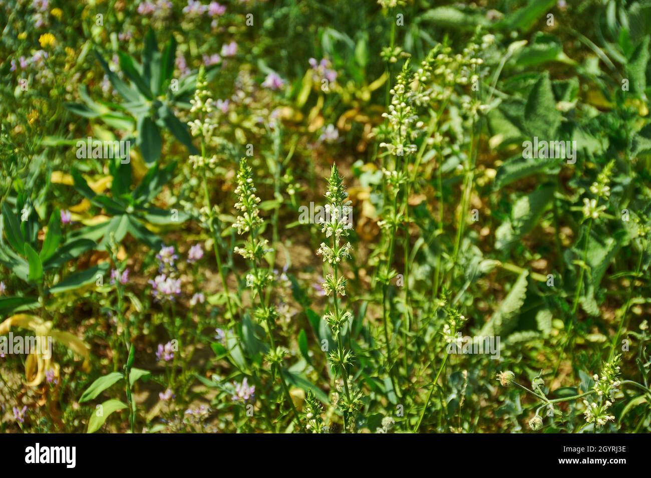 Stachys recta is herbaceous perennial plant of the family Lamiaceae ...