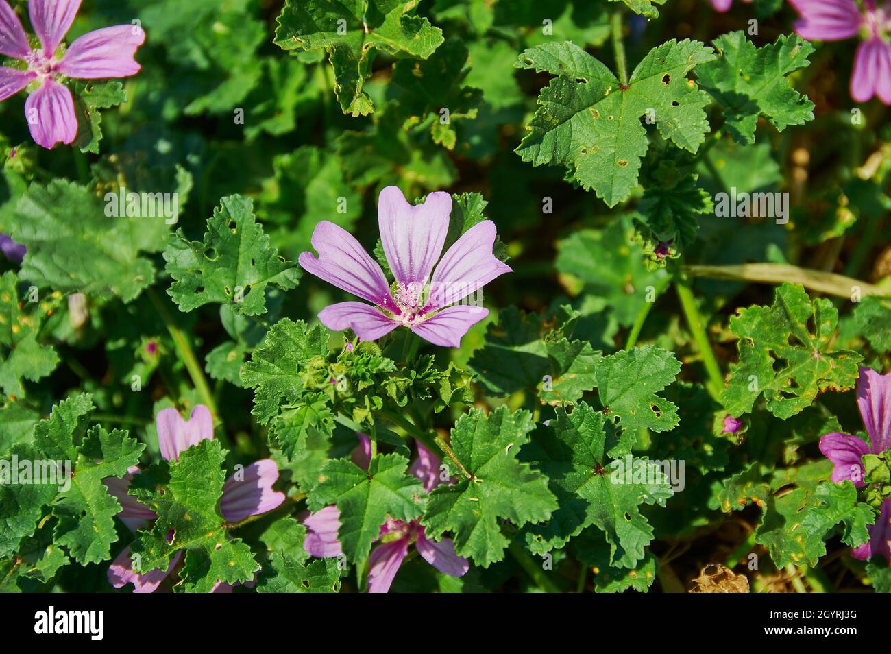 Malva sylvestris genus of herbaceous annual, biennial, and perennial ...