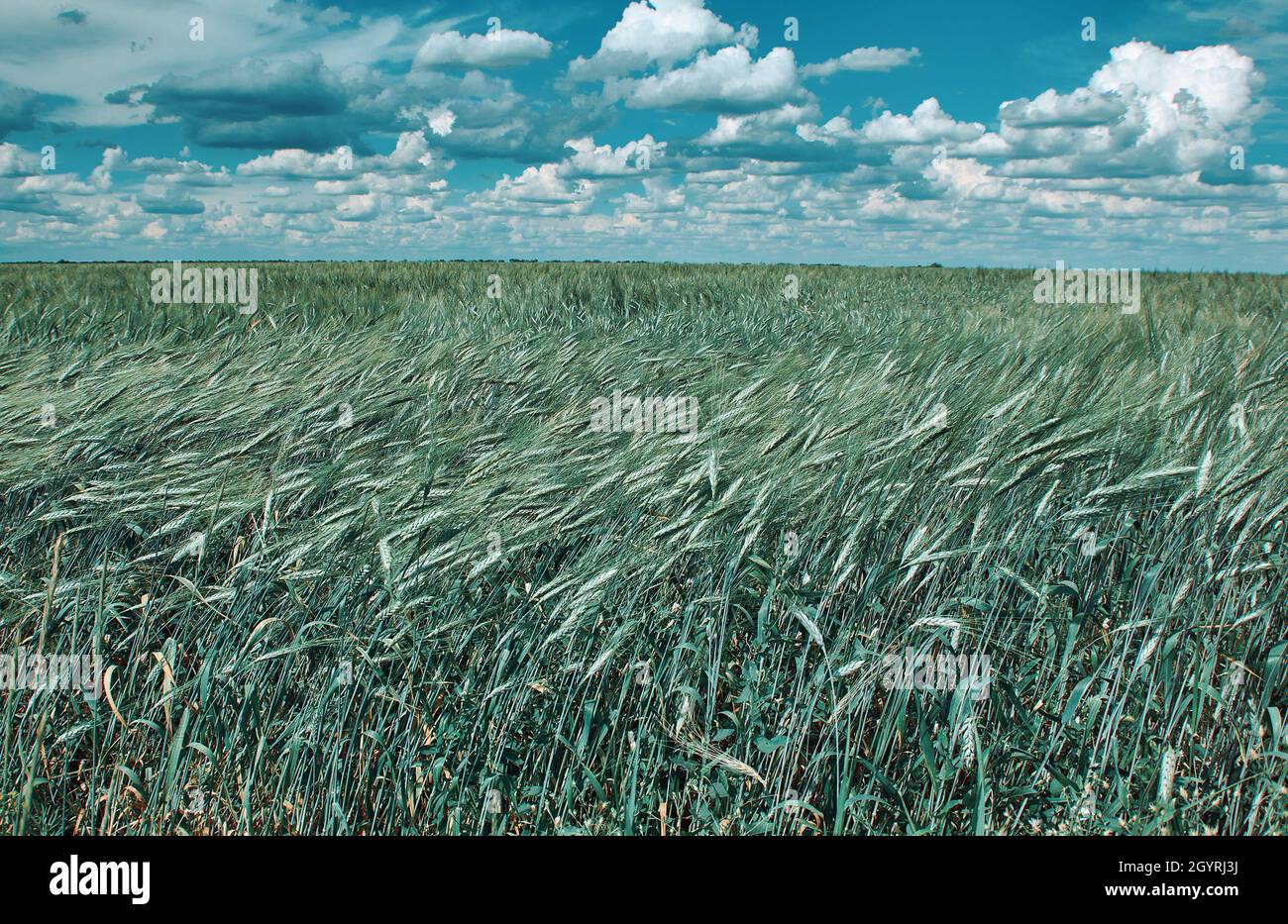 Green wheat field spring rye with blue sky background Stock Photo - Alamy