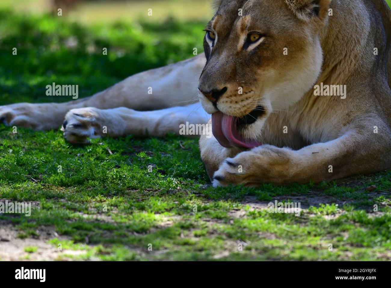 The loin king hi-res stock photography and images - Alamy