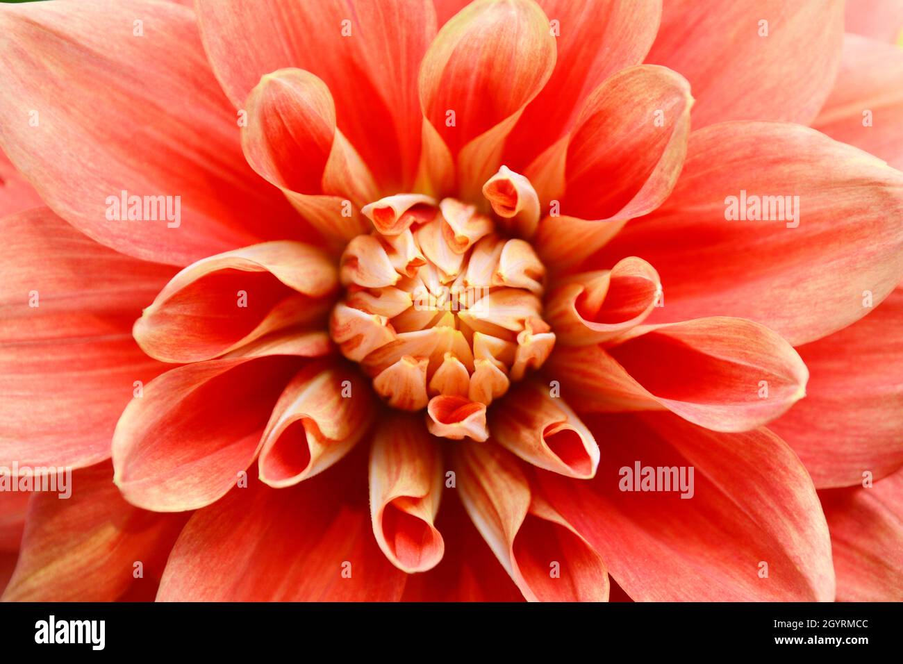 Beautiful orange color dahlia flower hi-res stock photography and ...