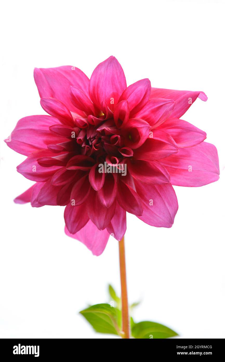 Winter blooming flower Cut Out Stock Images & Pictures - Alamy