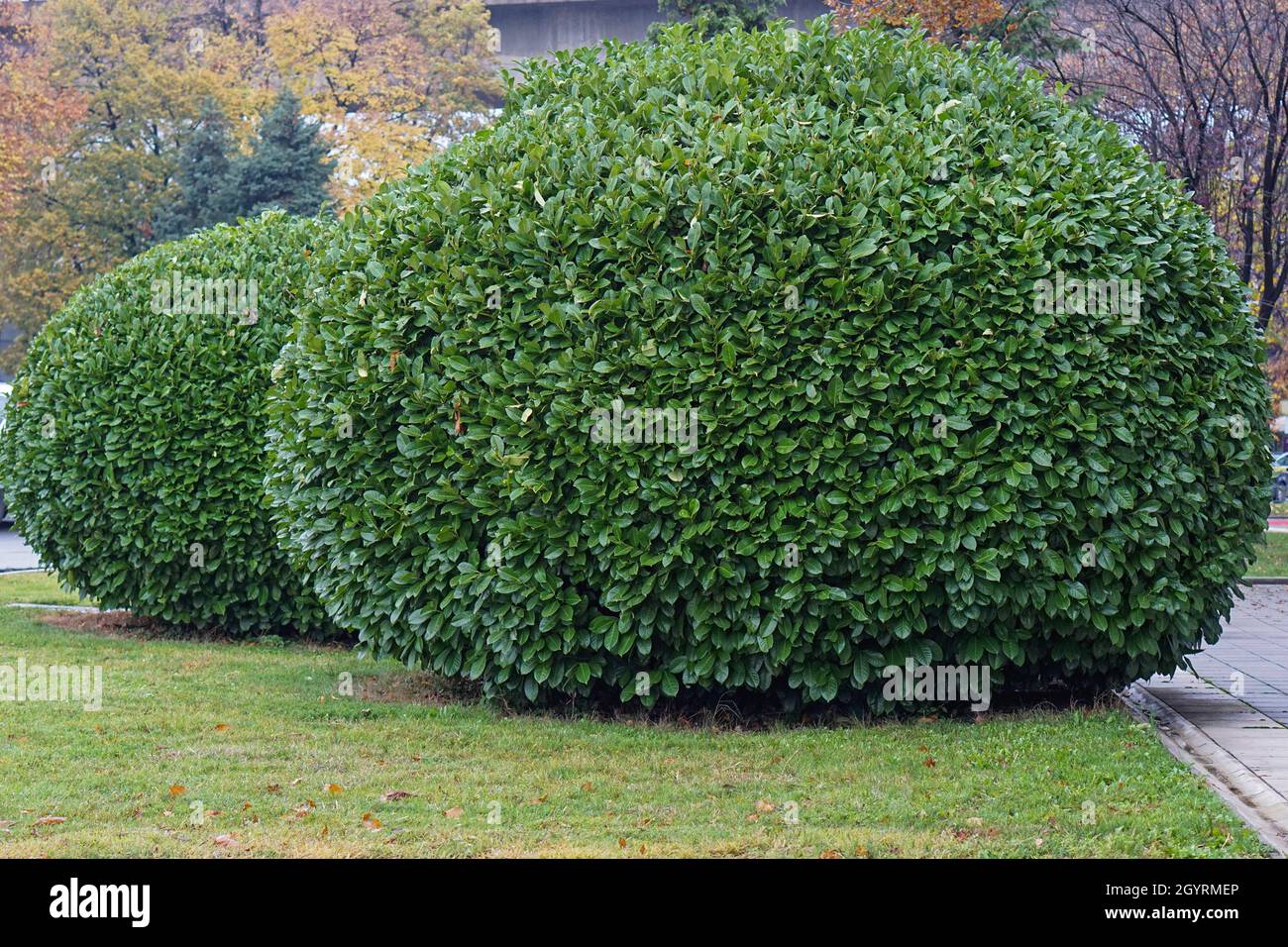 Green bush in the garden hi-res stock photography and images - Alamy