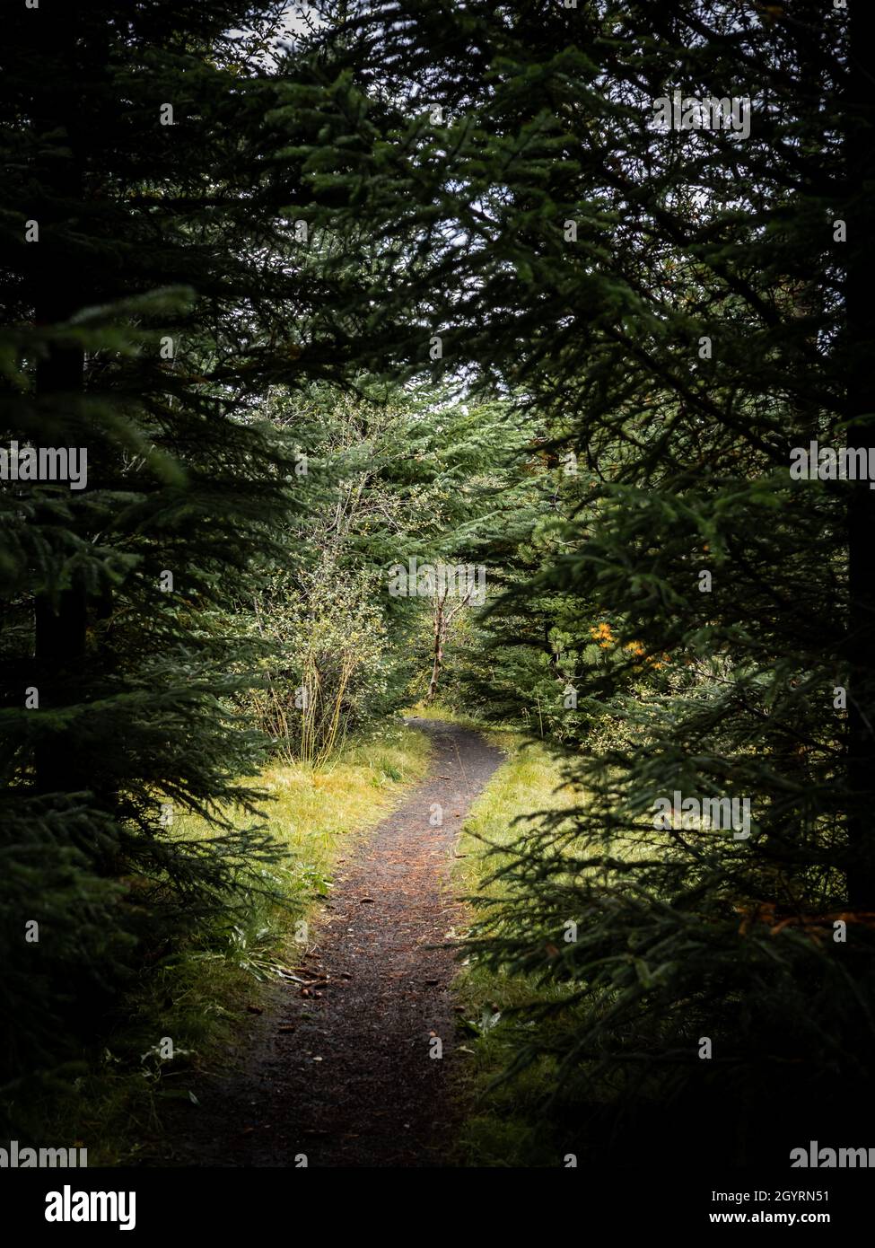 Sunlit forest background hi-res stock photography and images - Alamy