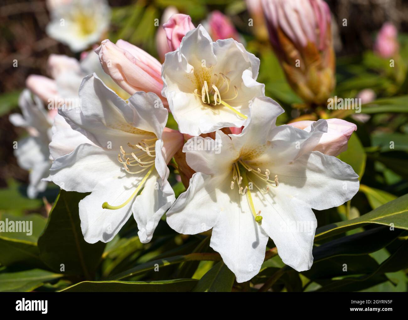 Rhododendron Hybrid Dufthecke (Rhododendron hybrid), close up of the ...