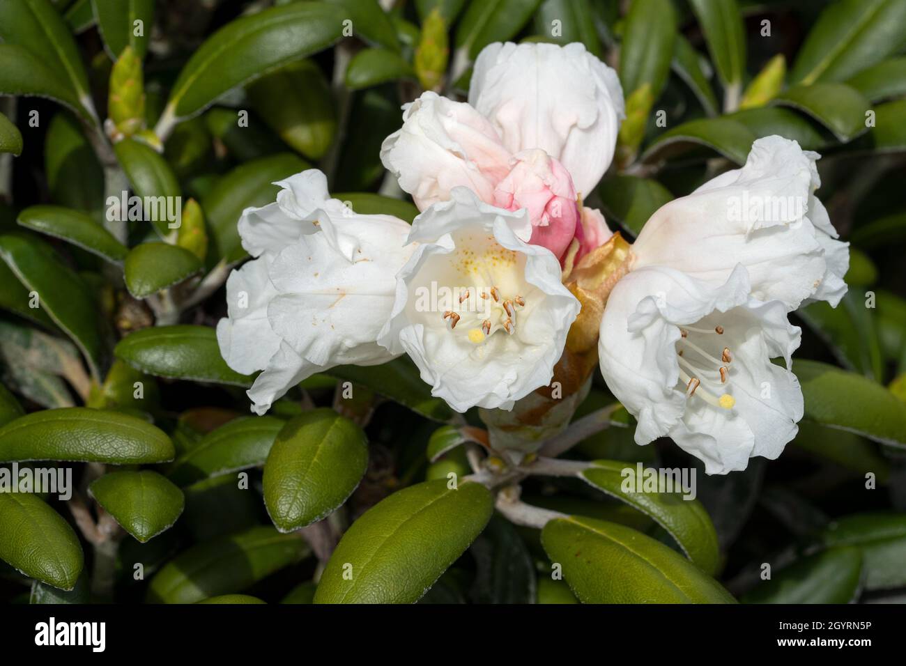 Rhododendron Hybrid (Rhododendron hybrid), close up of the flower head ...